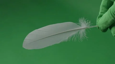 Feather movement on a green screen chrom... | Stock Video | Pond5