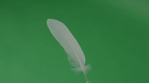 Feather movement on a green screen chrom... | Stock Video | Pond5