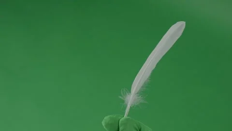 Feather movement on a green screen chrom... | Stock Video | Pond5