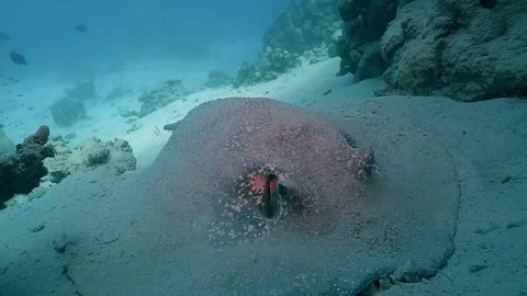 Feather tail ray (Cowtail stingray) res... | Stock Video | Pond5