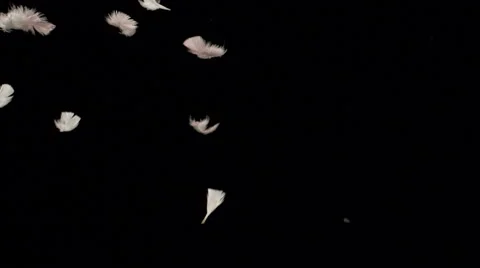 Feathers Falling Stock Videos – Royalty-Free HD & 4K Videos