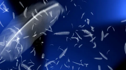 Feathers falling loop against blue | Stock Video | Pond5