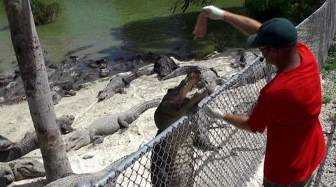 Alligator Feeding Stock Footage ~ Royalty Free Stock Videos | Pond5