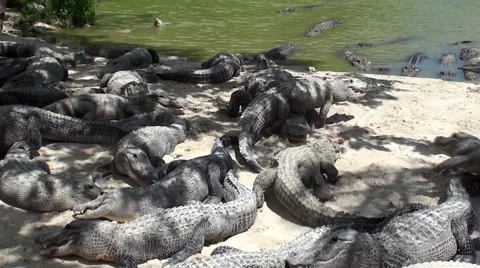 Alligator Feeds Stock Footage ~ Royalty Free Stock Videos | Pond5