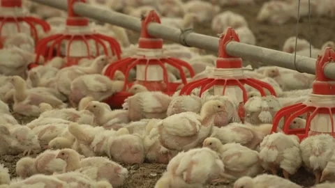 Chicks Chicks Stock Videos – Royalty-Free HD & 4K Videos | Pond5