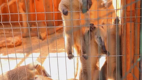 Feeding the coati in a cage, coati fight... | Stock Video | Pond5