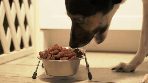 feeding the dog dry food. the process of... | Stock Video | Pond5