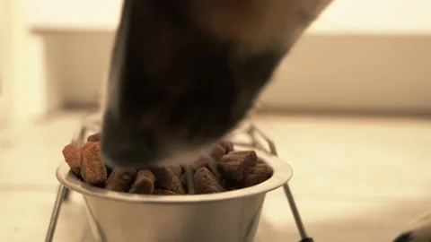 feeding the dog dry food. the process of... | Stock Video | Pond5