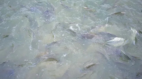 Feeding of Tilapia Pangasius and various... | Stock Video | Pond5