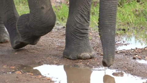 Elephant Feet Stock Footage ~ Royalty Free Stock Videos | Pond5