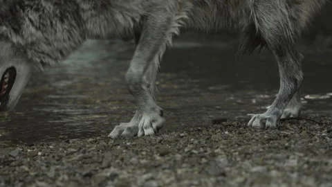 feet of a gray wolf standing next to a w... | Stock Video | Pond5