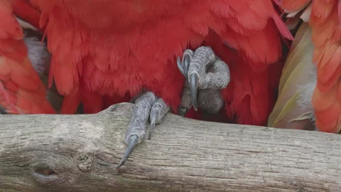 The feet toes and claws of a scarlet mac... | Stock Video | Pond5