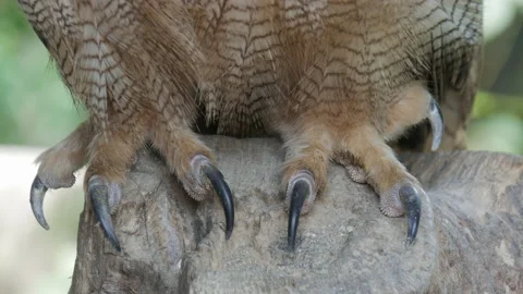Feet toes and talons of a Eurasian eagle... | Stock Video | Pond5