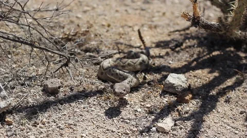 Walk Past Feet Stock Videos – Royalty-Free HD & 4K Videos