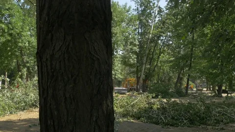 Felled cut dry trees in the park, concep... | Stock Video | Pond5