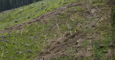 Felled forest in the mountains | Stock Video | Pond5