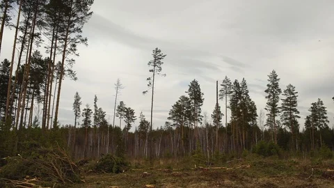 Hand Sawn Stock Footage ~ Royalty Free Stock Videos | Pond5