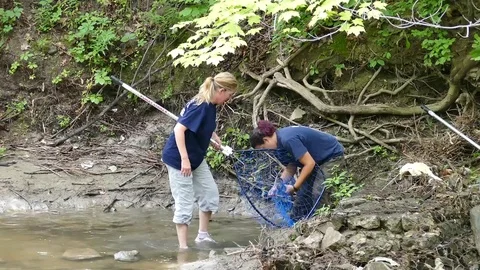 Animal Rescue Volunteers Stock Videos – Royalty-Free HD & 4K Videos