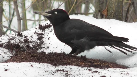 Female black woodpecker attacked an anth... | Stock Video | Pond5