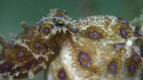 Blue Ringed Octopus Stock Footage ~ Royalty Free Stock Videos | Pond5