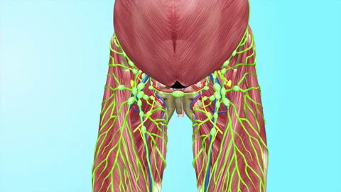 Hip Body Stock Videos – Royalty-Free HD & 4K Videos