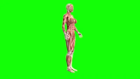 Female body anatomy - muscle map on gree... | Stock Video | Pond5