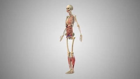 Body Visualizer Female Stock Footage ~ Royalty Free Stock Videos | Pond5