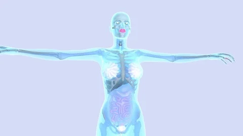 Female body with skeleton and organs ani... | Stock Video | Pond5