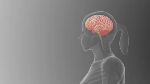 Female brain anatomy, lateral view, medi... | Stock Video | Pond5