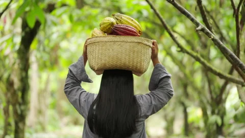 Female cacao farmer walking away with co... | Stock Video | Pond5