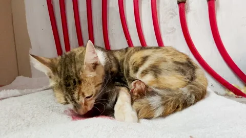 Female calico cat eats placenta after gi... | Stock Video | Pond5