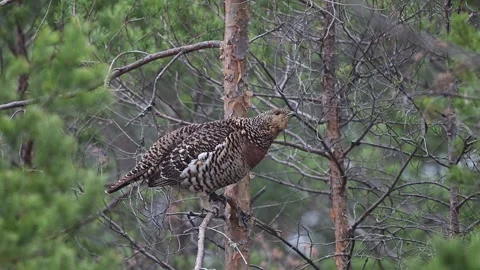 Female Tree Fallers Stock Video Footage | Royalty Free Female Tree ...
