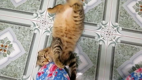 Cat Mating Upclose Stock Video Footage | Royalty Free Cat Mating ...