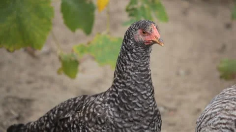 Female Roosters Stock Video Footage | Royalty Free Female Roosters ...