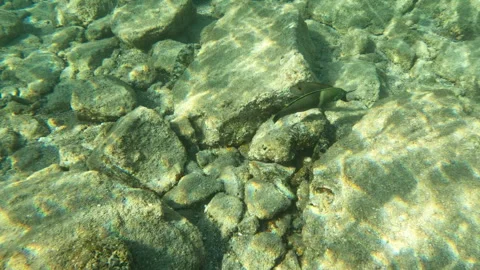 Female Underwater Organsims Stock Videos – Royalty-Free HD & 4K Videos