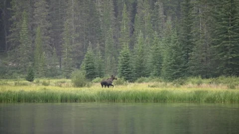 Female cow moose and calf running in mar... | Stock Video | Pond5