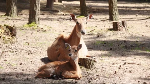 female daniel common (dama dama) with ba... | Stock Video | Pond5