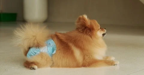 A female dog lie in a diaper and wags it... | Stock Video | Pond5