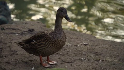 Females Pooping Stock Footage ~ Royalty Free Stock Videos | Pond5