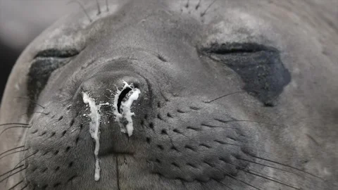 Female Elephant Stock Videos – Royalty-Free HD & 4K Videos | Pond5