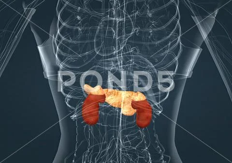 Female endocrine system, adrenal gland and pancreas: Royalty Free ...