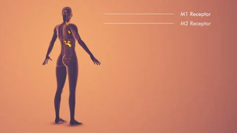 Female Endocrine System medical animatio... | Stock Video | Pond5