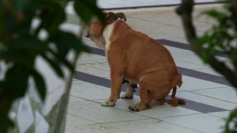 Pooping Close Up Stock Videos – Royalty-Free HD & 4K Videos