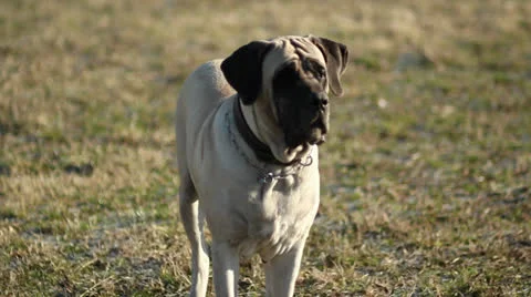 English Mastiff Stock Video Footage | Royalty Free English Mastiff ...