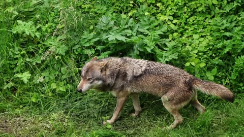 female Eurasian grey wolf, she-wolf, Can... | Stock Video | Pond5