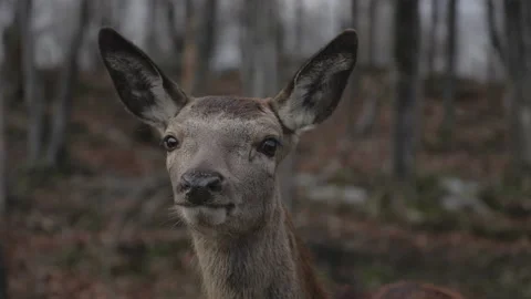 Farrow I Stock Videos – Royalty-Free HD & 4K Videos | Pond5