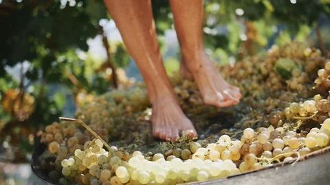 Female feet stomping white grapes in woo... | Stock Video | Pond5