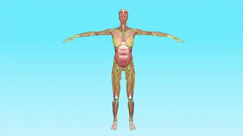 Female Full Body Anatomy Muscles Veins A... | Stock Video | Pond5