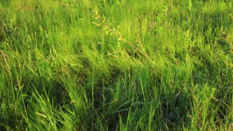 Female ginger hair archer shooting targe... | Stock Video | Pond5