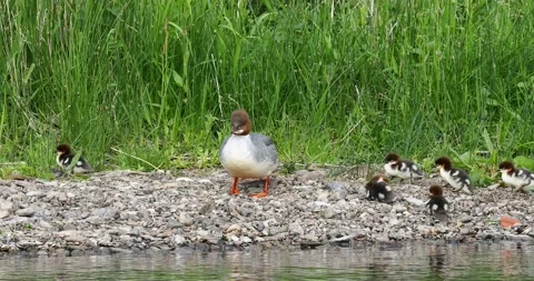 A female Goosander and ducklings on the ... | Stock Video | Pond5
